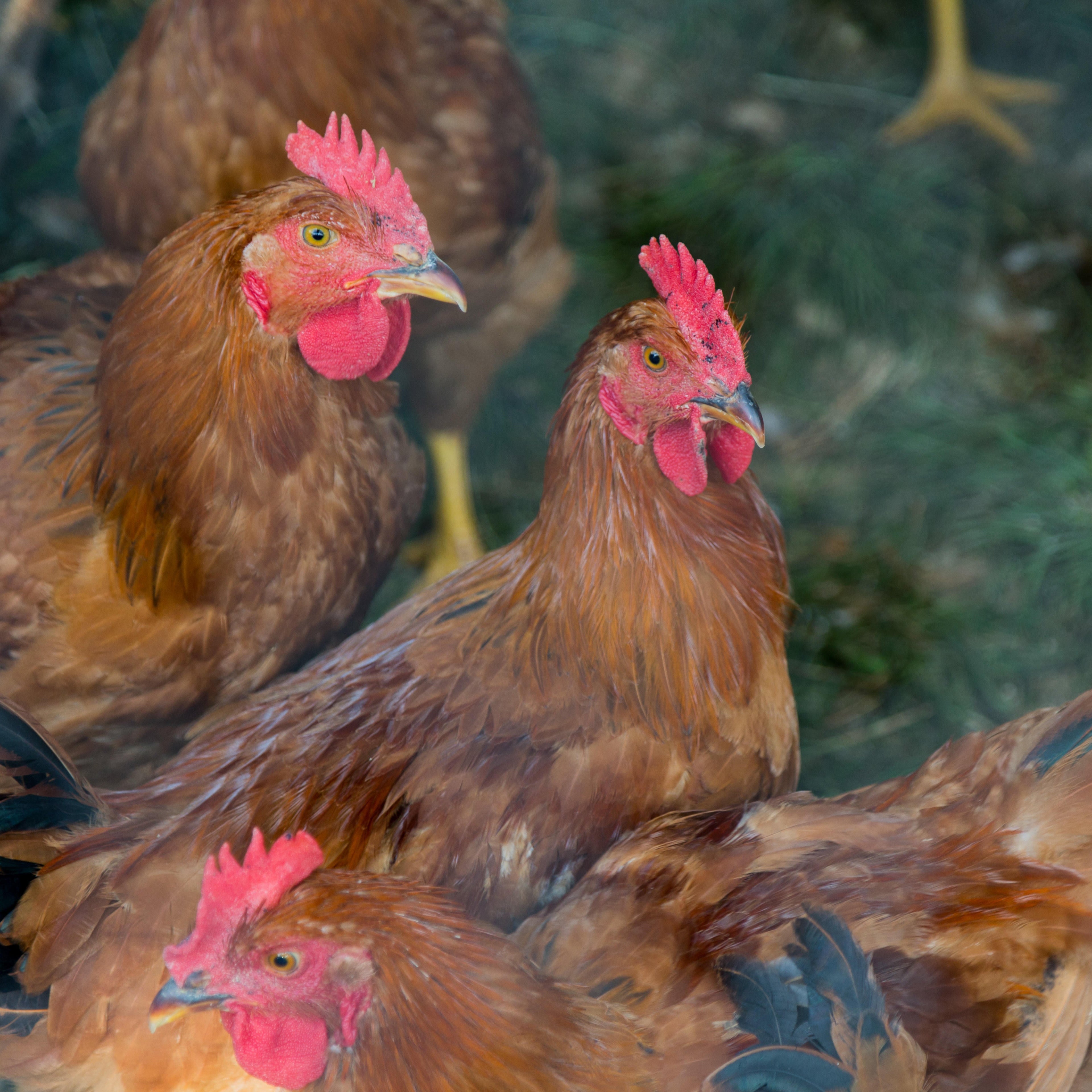 Red Ranger Meat Chickens | Premium Pasture-Raised Broilers – Stumphouse ...