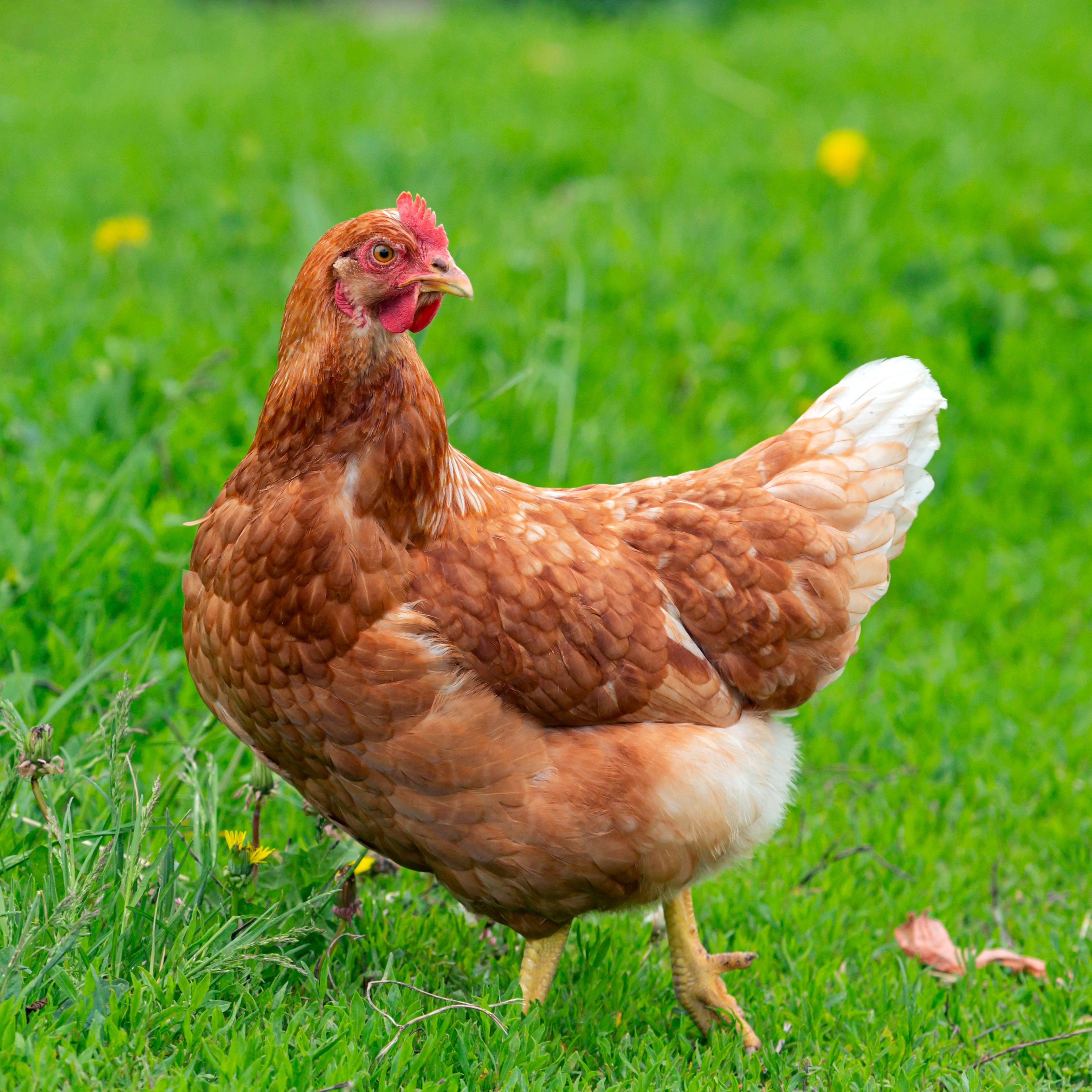 Red Star Layer Chicks – Stumphouse Farms